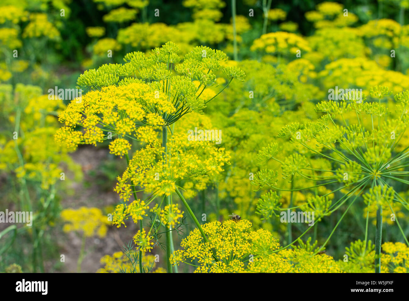 Dill, a flowering garden plant, natural background Stock Photo - Alamy