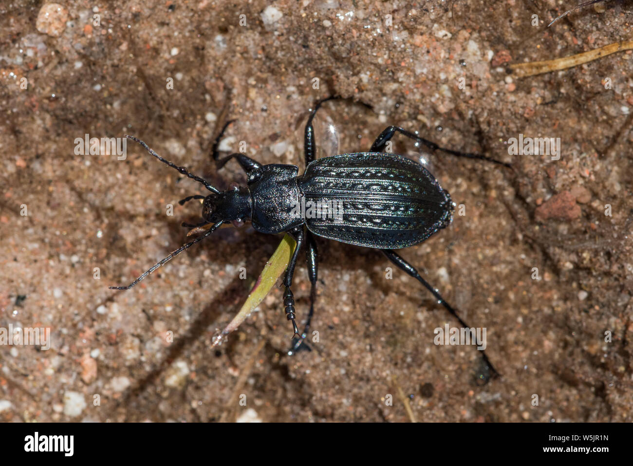 Carabus granulatus hi-res stock photography and images - Alamy