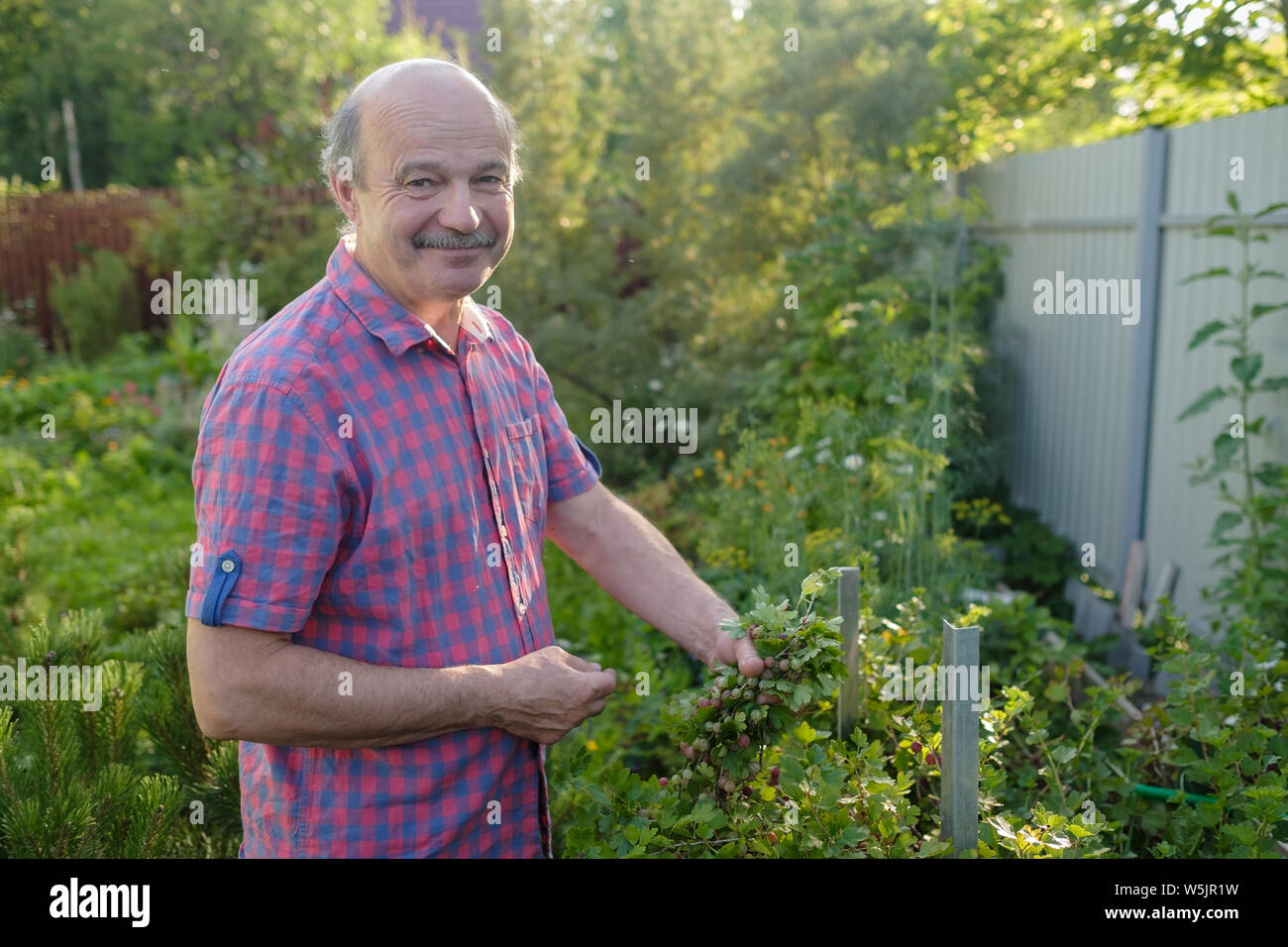 Hand holding gooseberry hi-res stock photography and images - Alamy