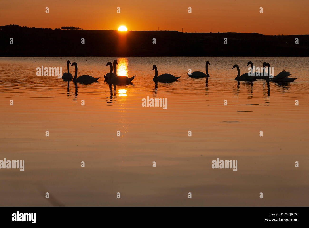 gang of swans at sunrise. Shadows and warm lights. Backlight ...