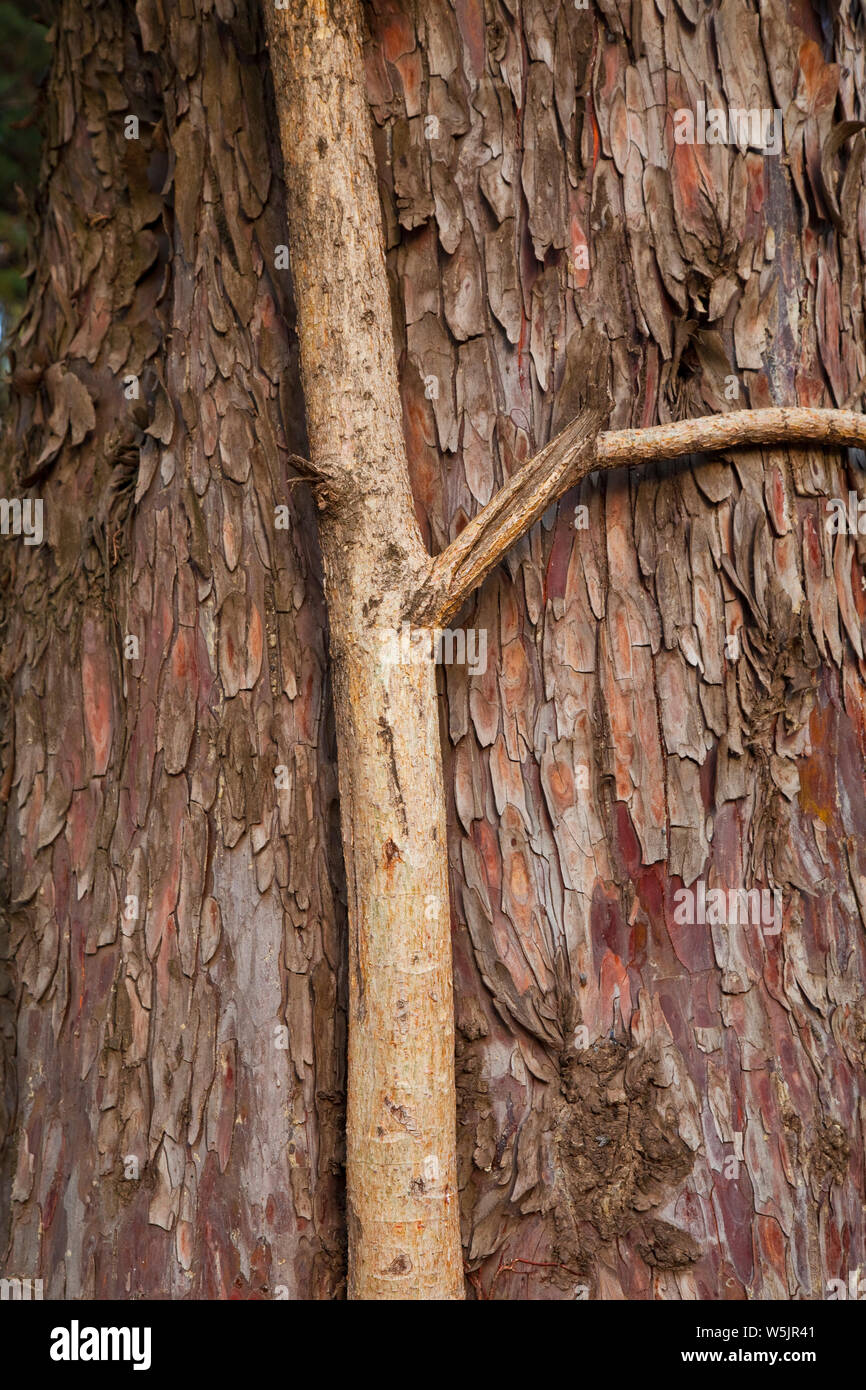 Arbol parásito (Ficus sp.) Recinto Real, Gondar, Etiopia, Africa Stock ...