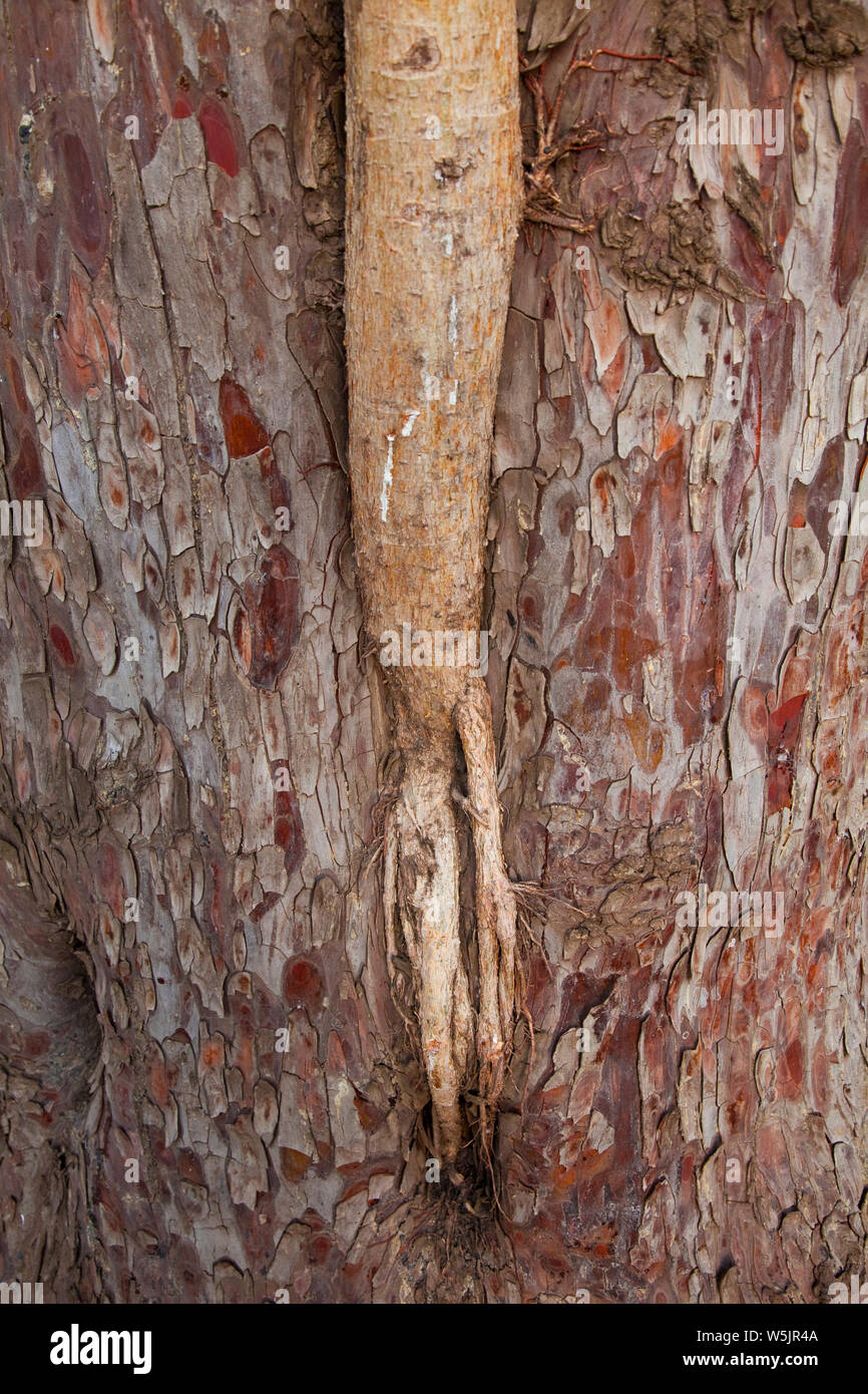 árbol parásito hi-res stock photography and images - Alamy