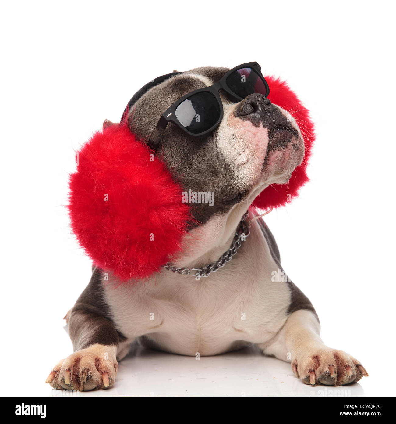 cute american bully wearing big red earmuffs and sunglasses looks up to ...