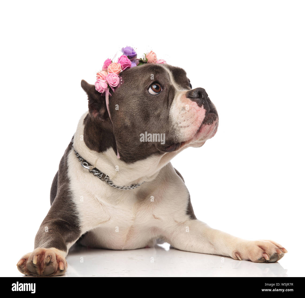 adorable american bully with fresh flowers headband and chain collar ...