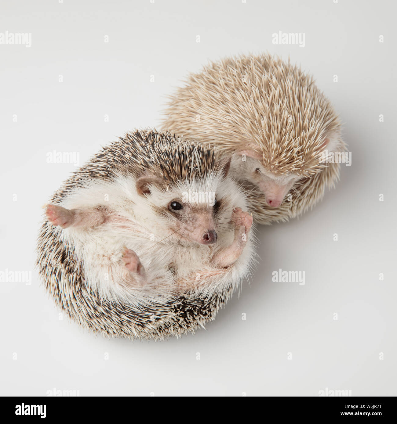 adorable white hedgehog couple standing and lying on white background ...