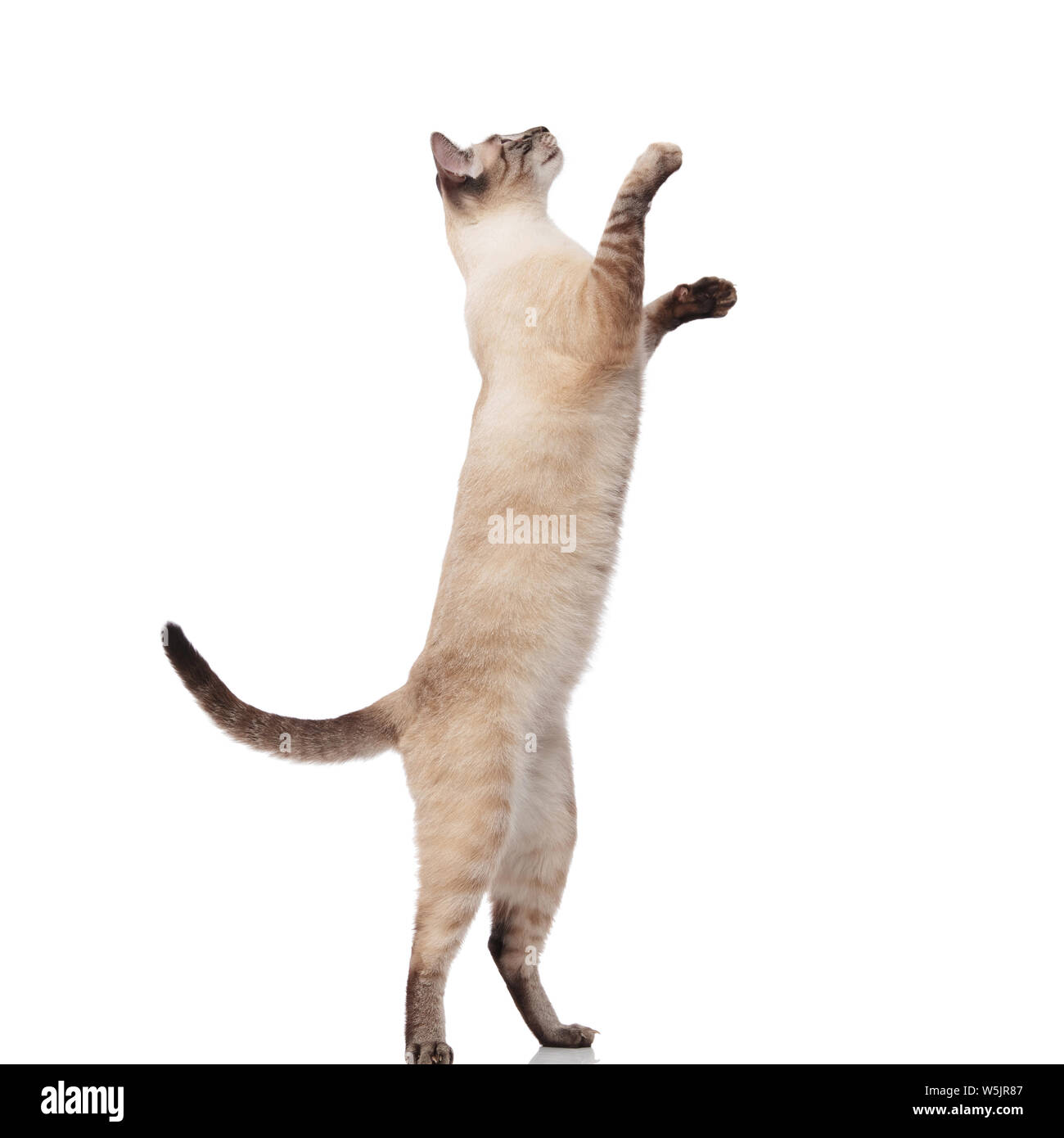 side view of lovely burmese cat jumping on back legs and reaching up ...