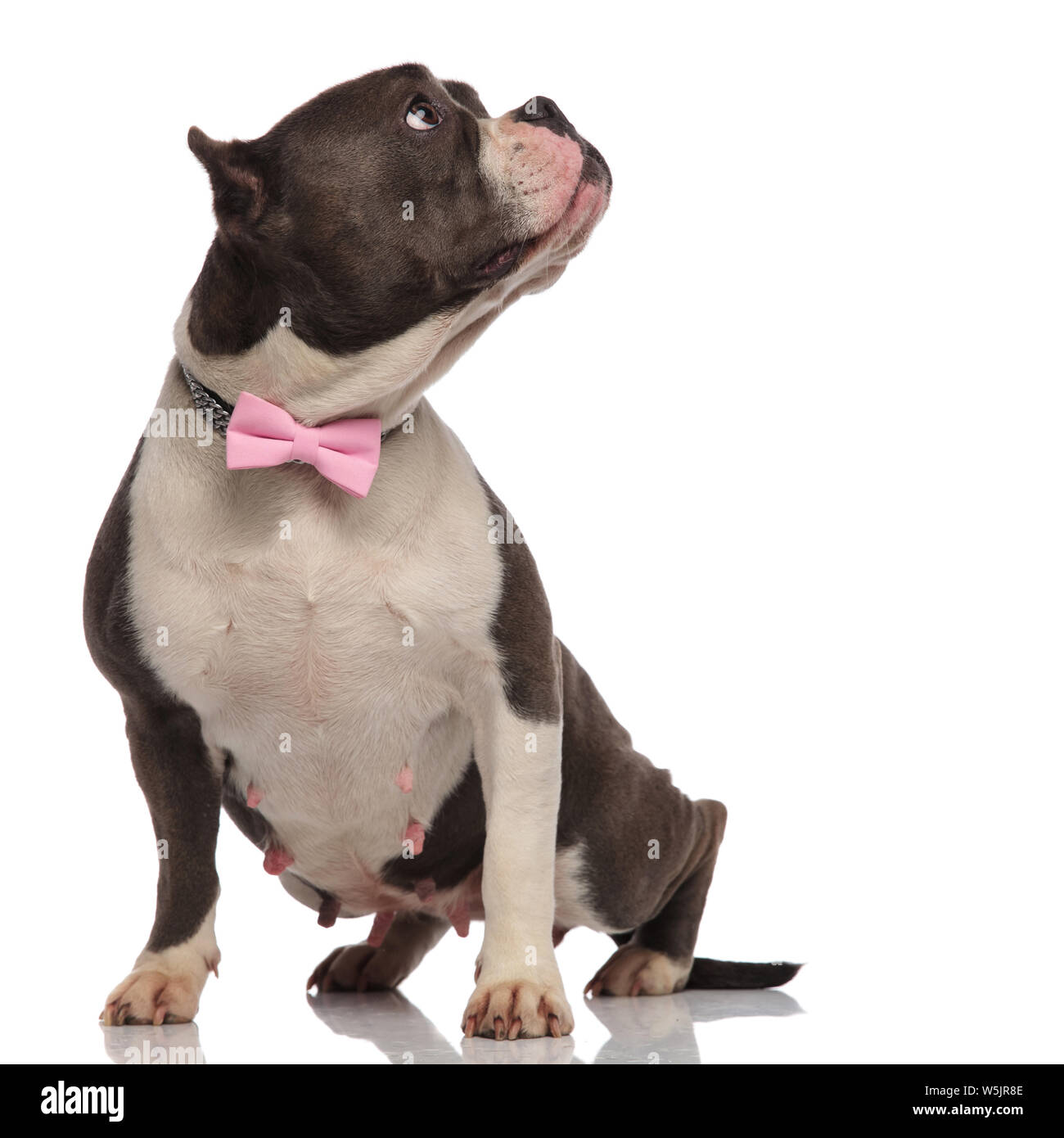 curious elegant american bully looks up to side while stretching on ...