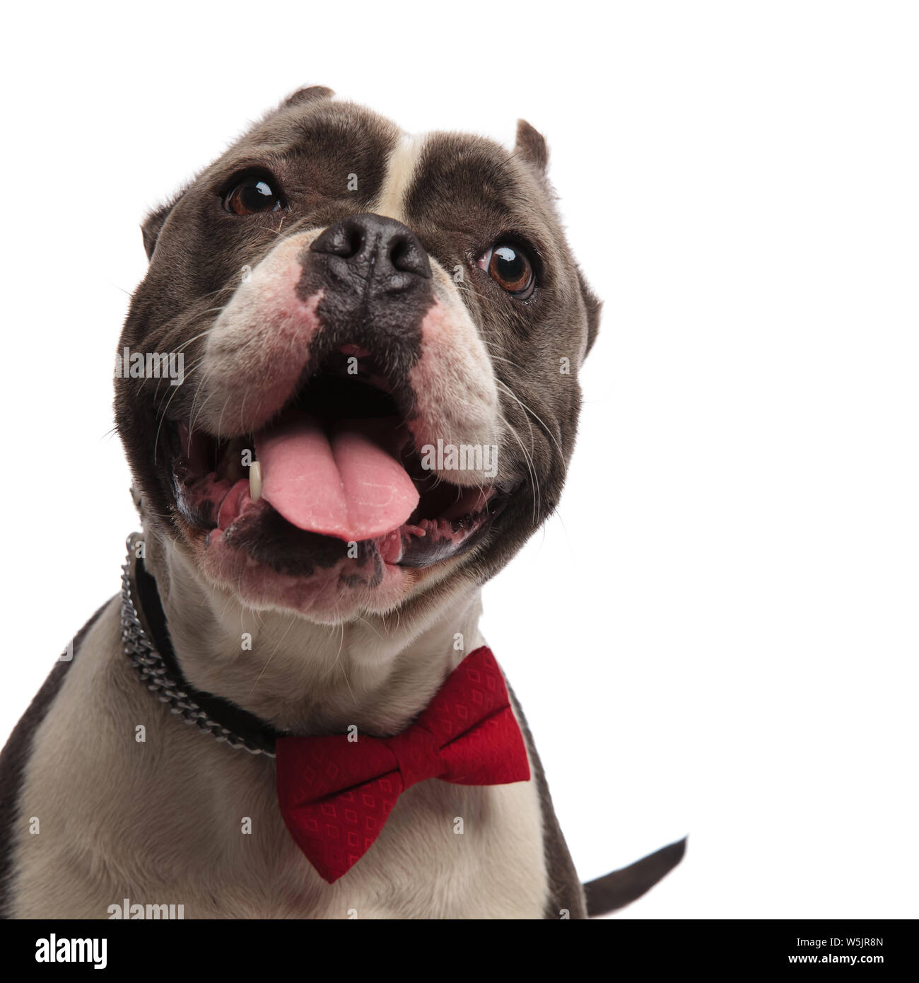 head of happy american bully wearing red bowtie panting while standing ...