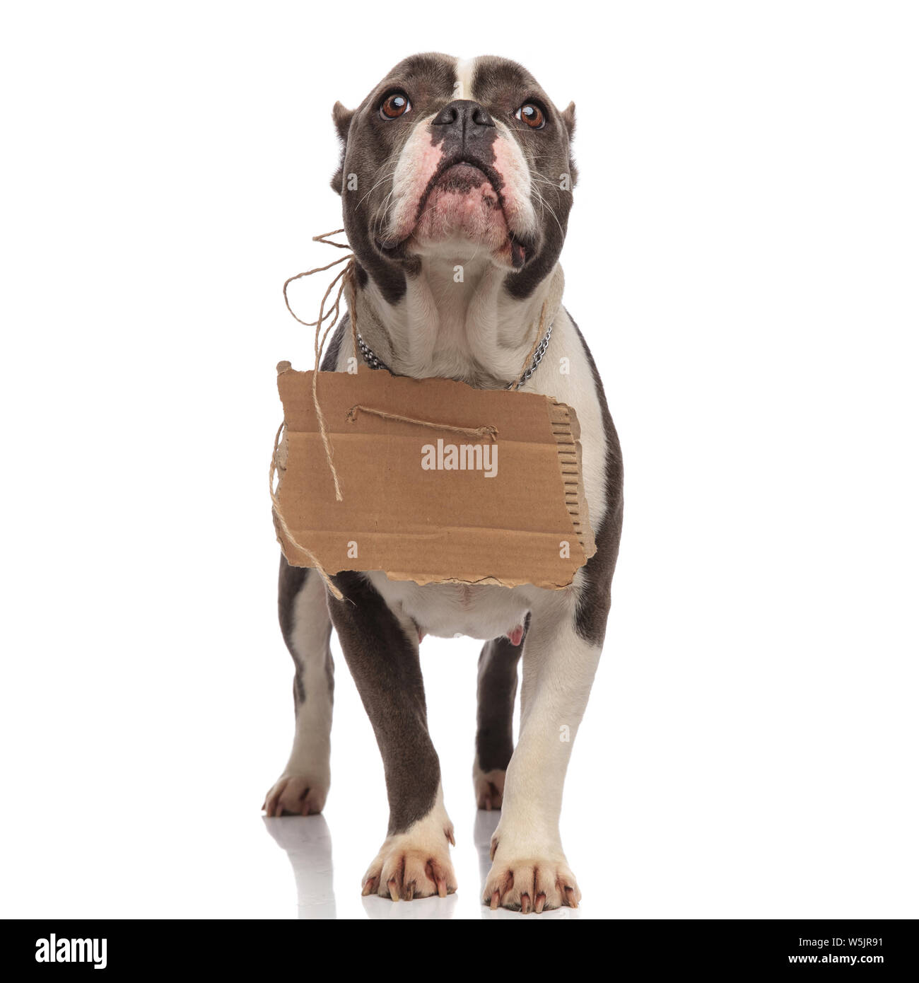 curious american bully wearing empty billboard around neck looks up ...