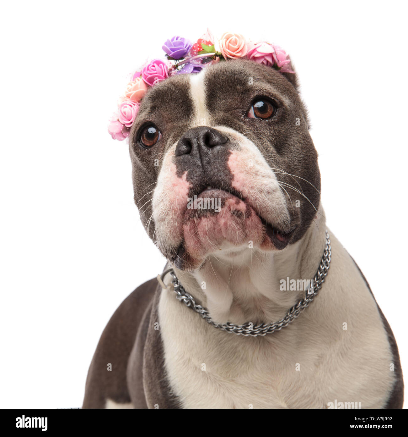 close up of adorable american bully wearing colorful flowers headband ...
