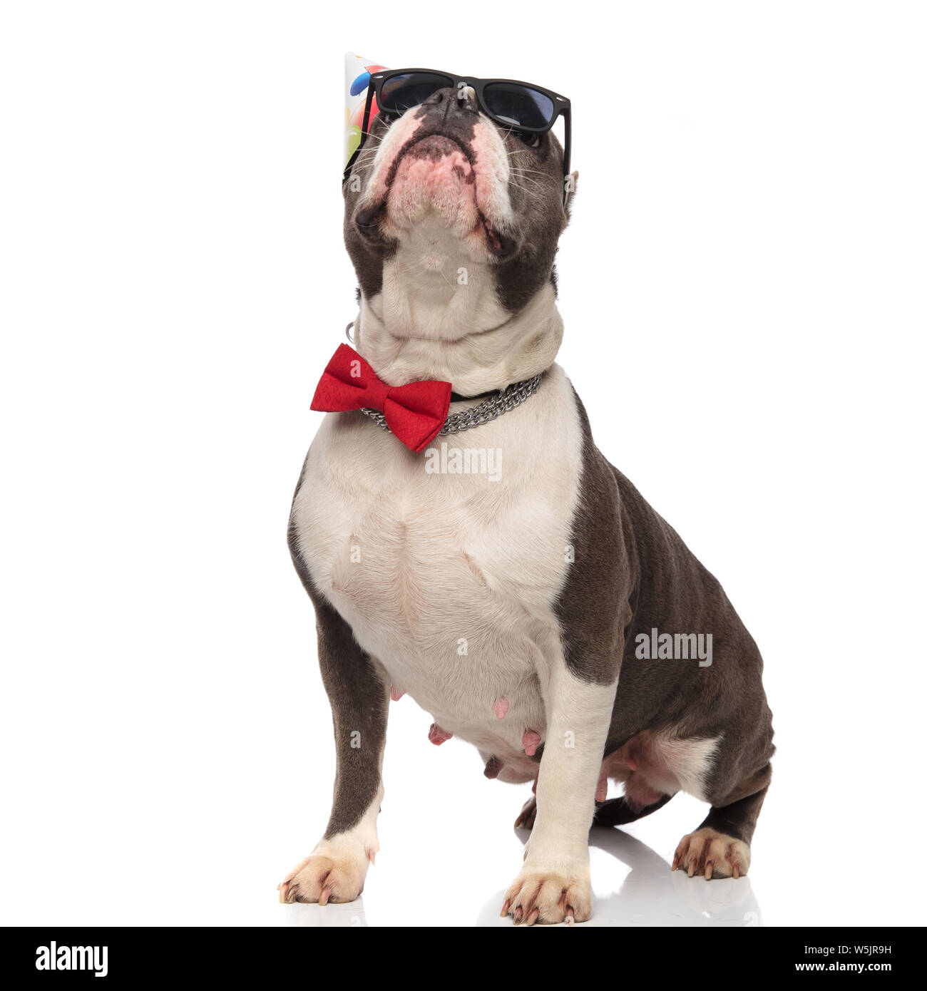 elegant birthday american bully with sunglasses looks up while standing ...