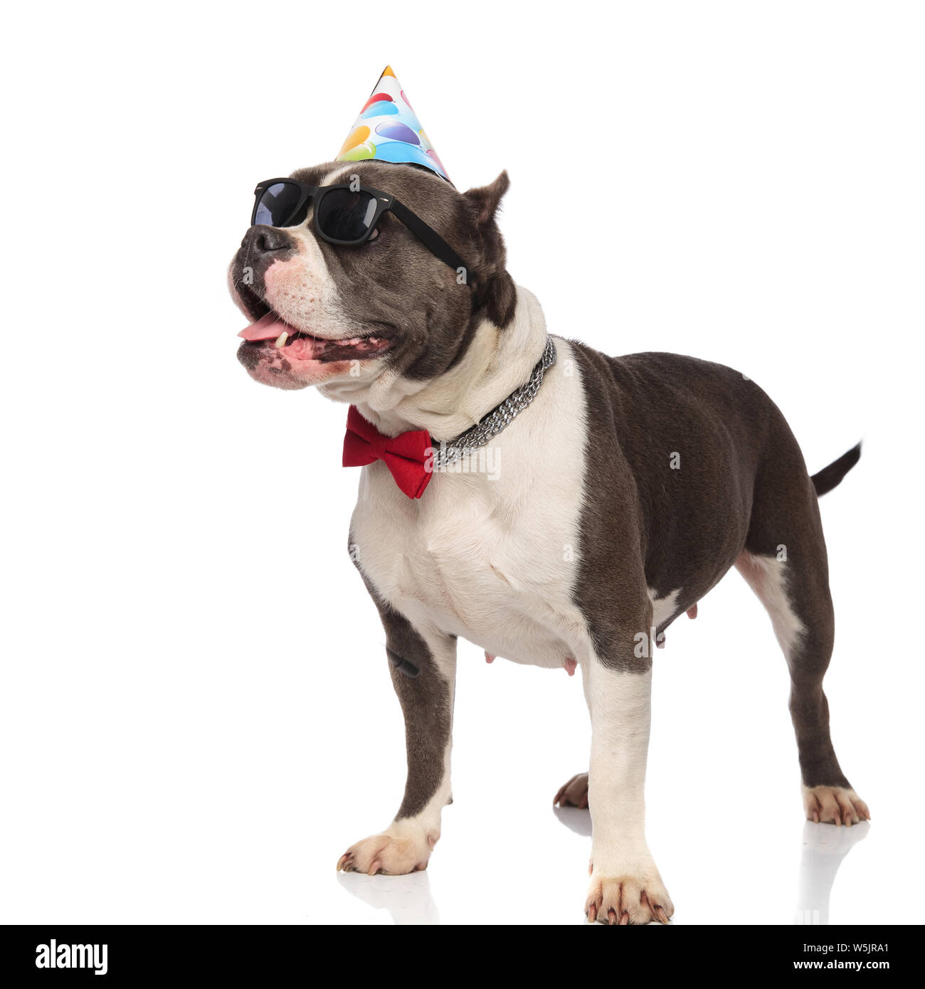 classy american bully wearing sunglasses and birthday cap looks to side ...