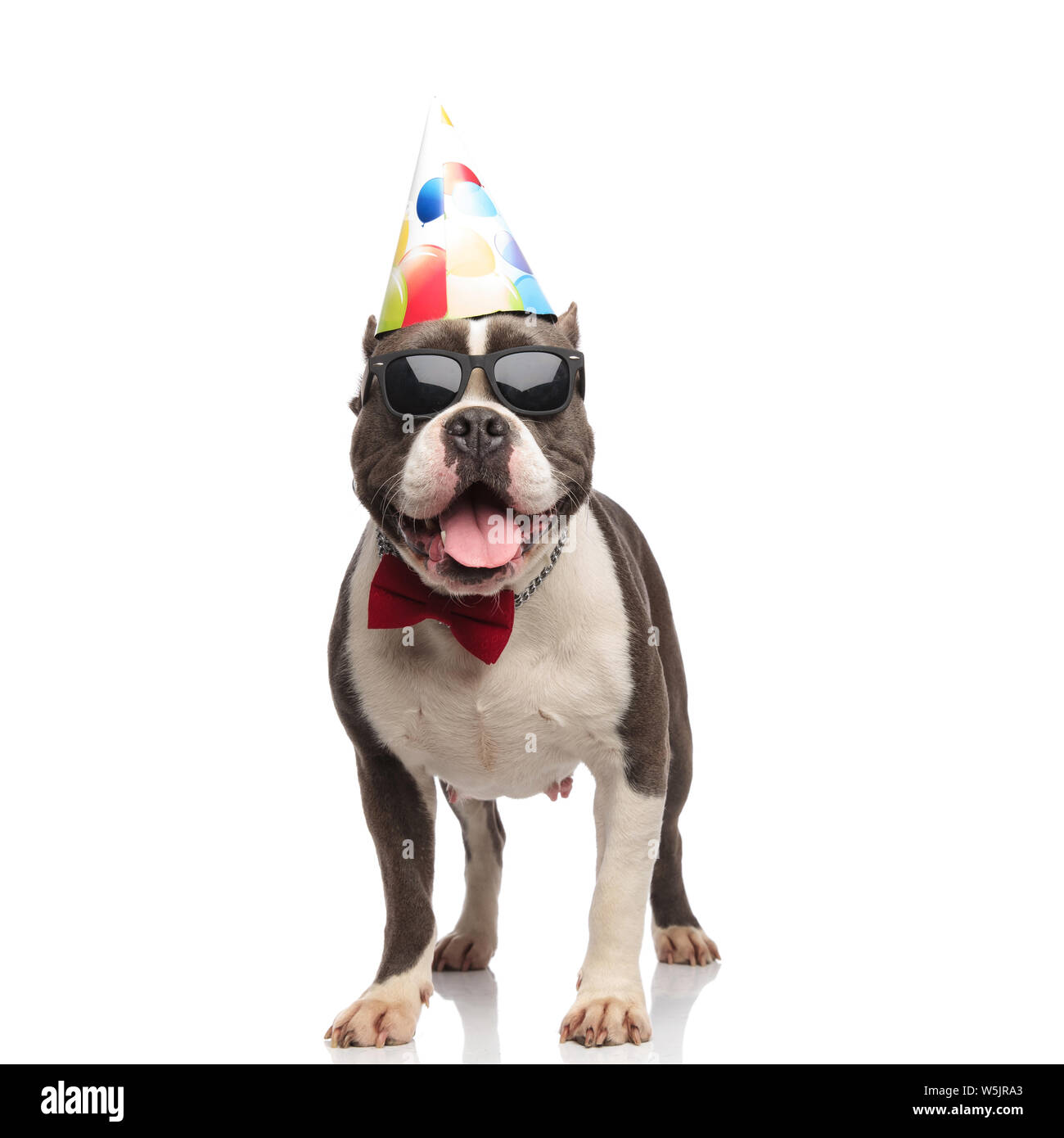panting american bully standing on white background wearing red bowtie ...