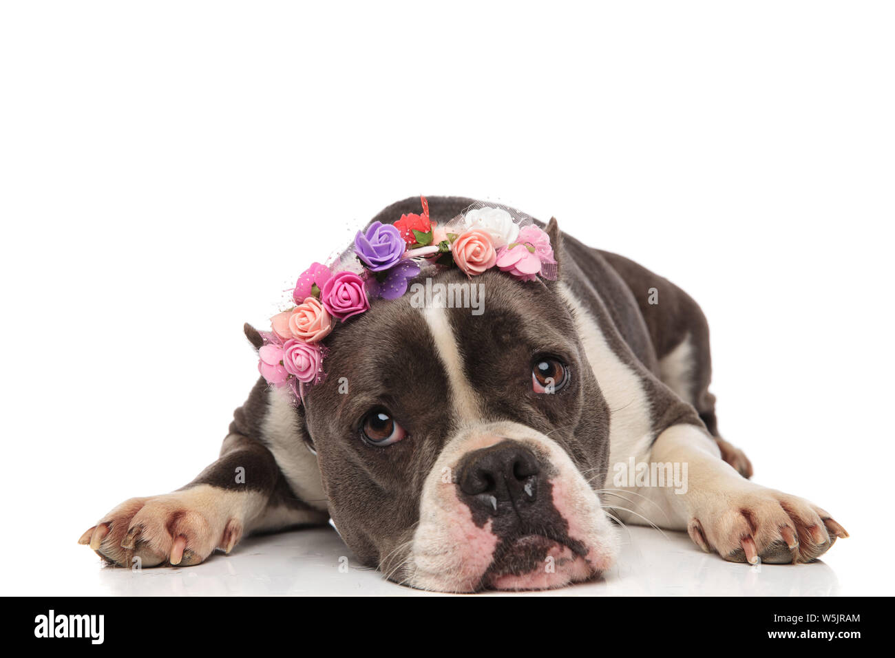 lovely american bully with flowers crown lying on white background ...