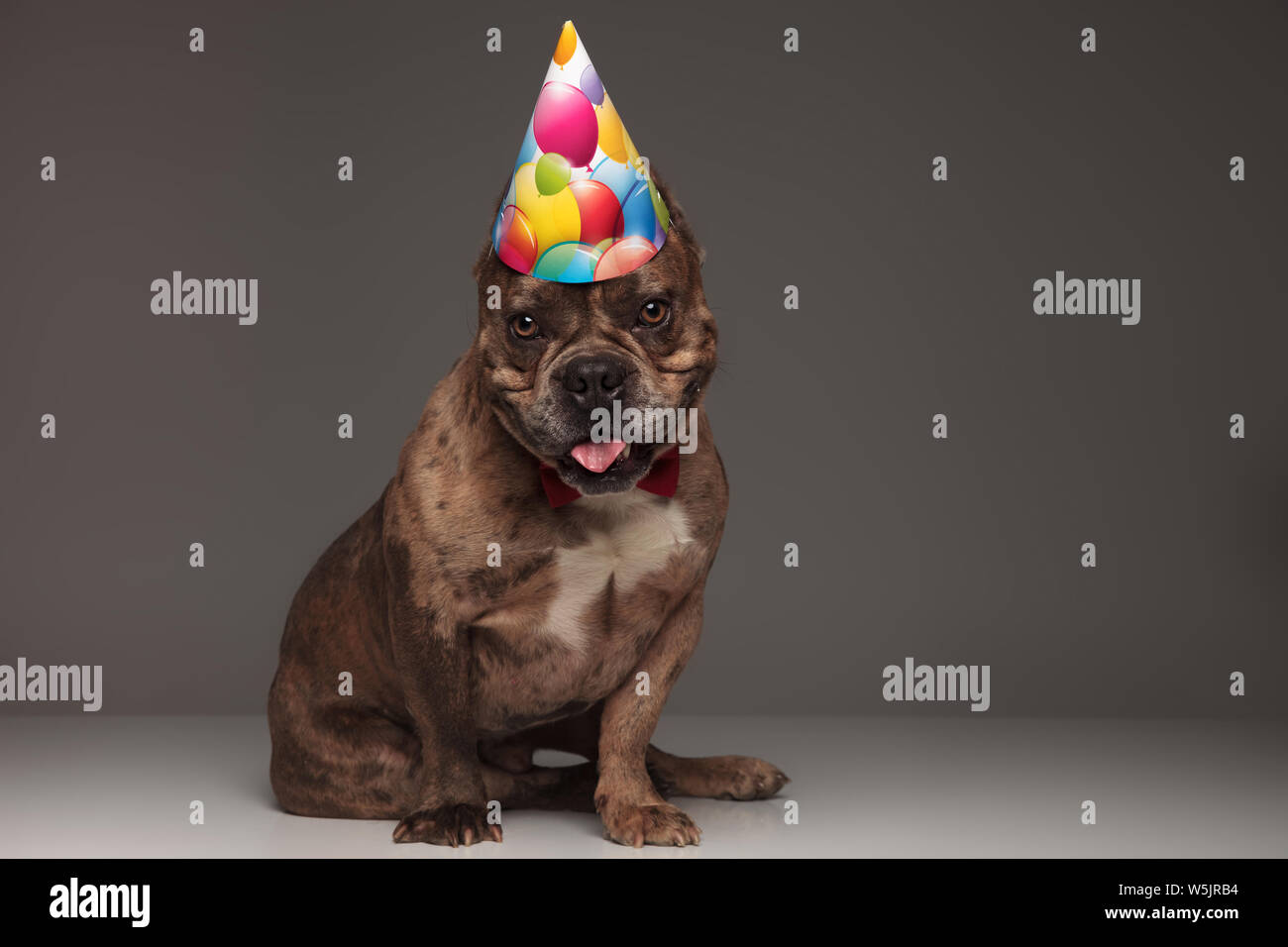 gentleman american bully wearing birthday hat sitting on grey ...