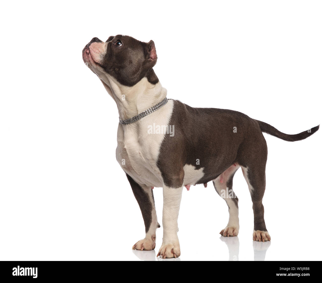 curious american bully wearing chain collar looking up to side while ...
