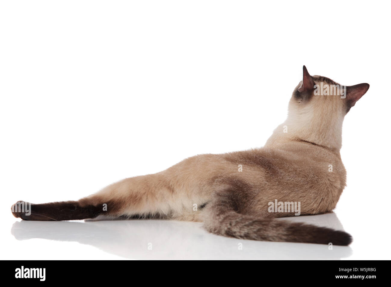 back view of adorable metis cat lying on its side on white background ...