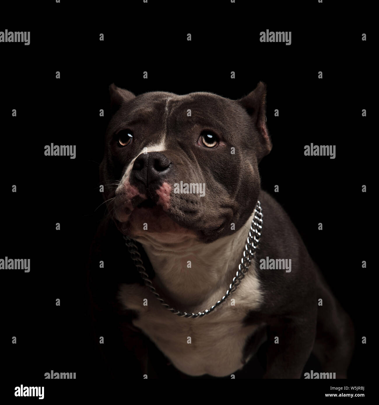 lovely american bully with chain collar looks to side while standing on ...
