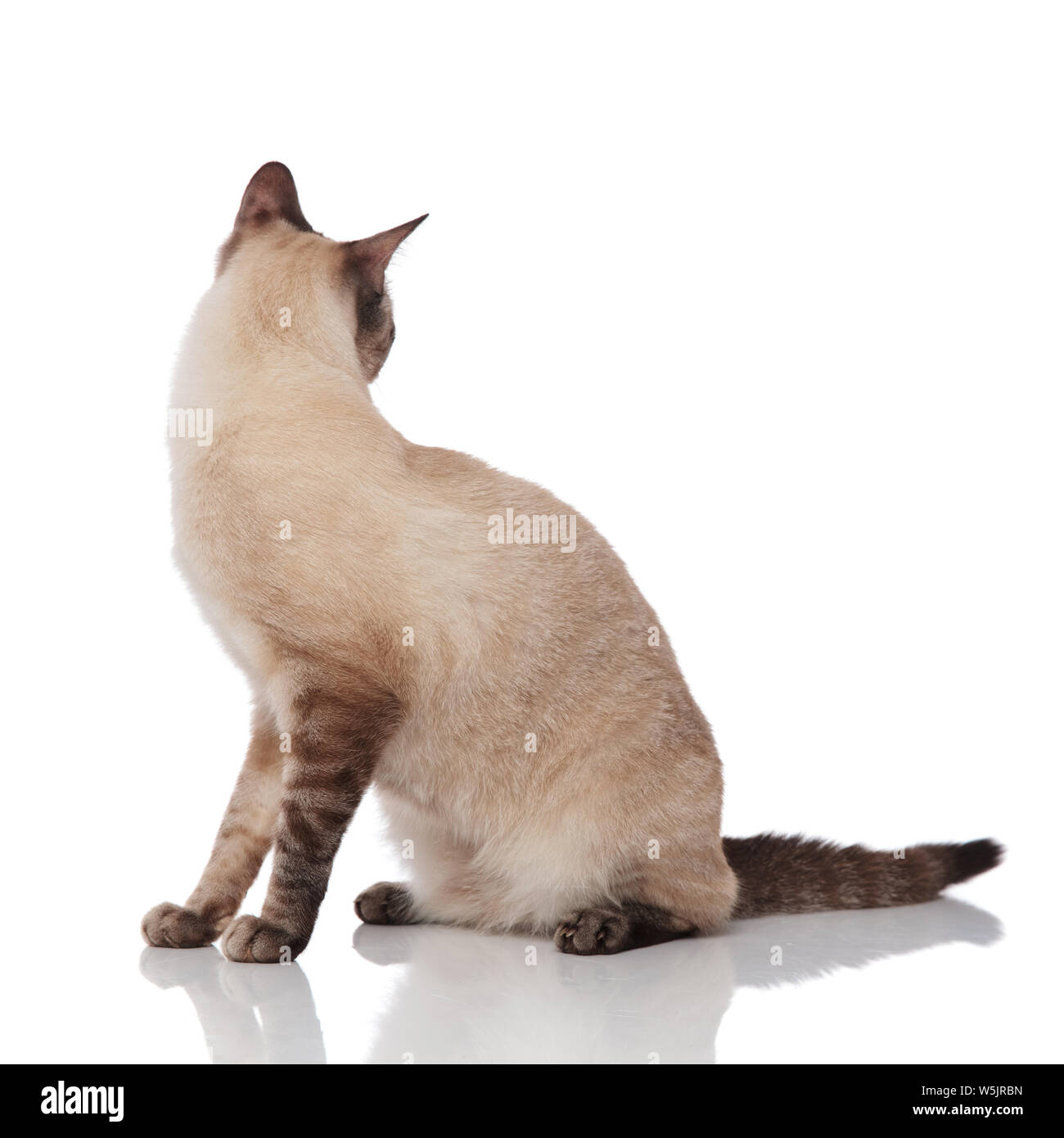 side view of adorable grey cat sitting on white background and looking ...