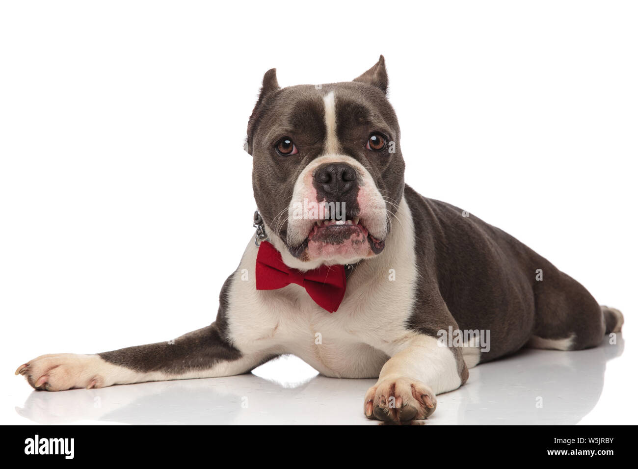 adorable american bully wearing red bowtie lying with teeth exposed and ...
