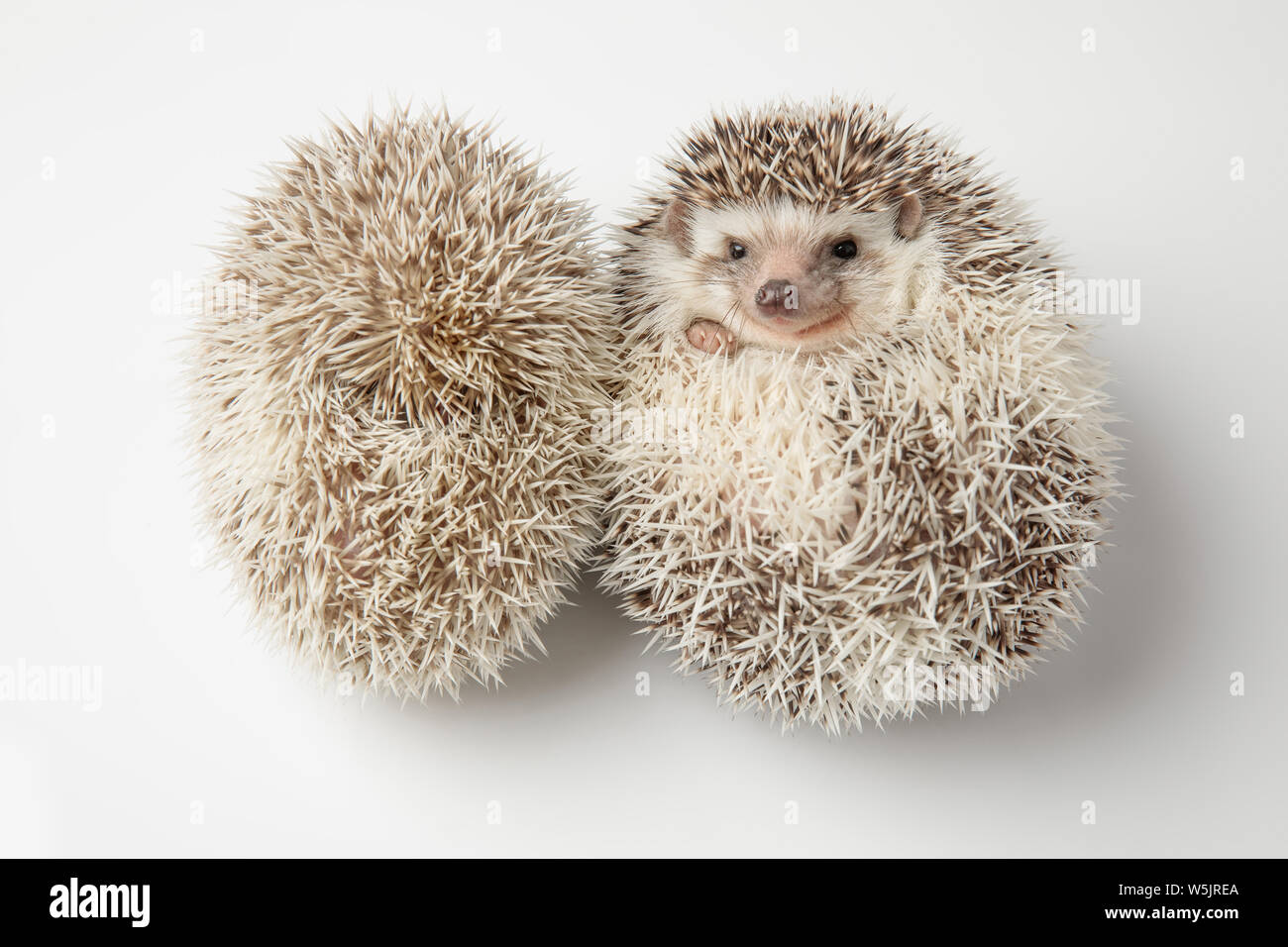 two adorable white hedgehog lying on belly and back on white background ...