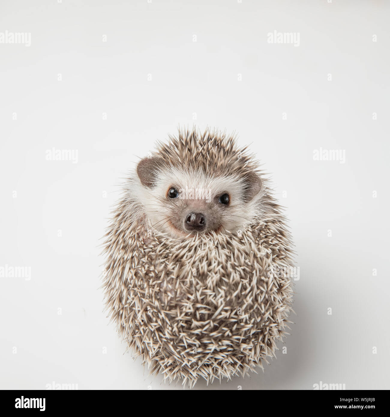 adorable rodent with spikes lies on back on white background Stock ...