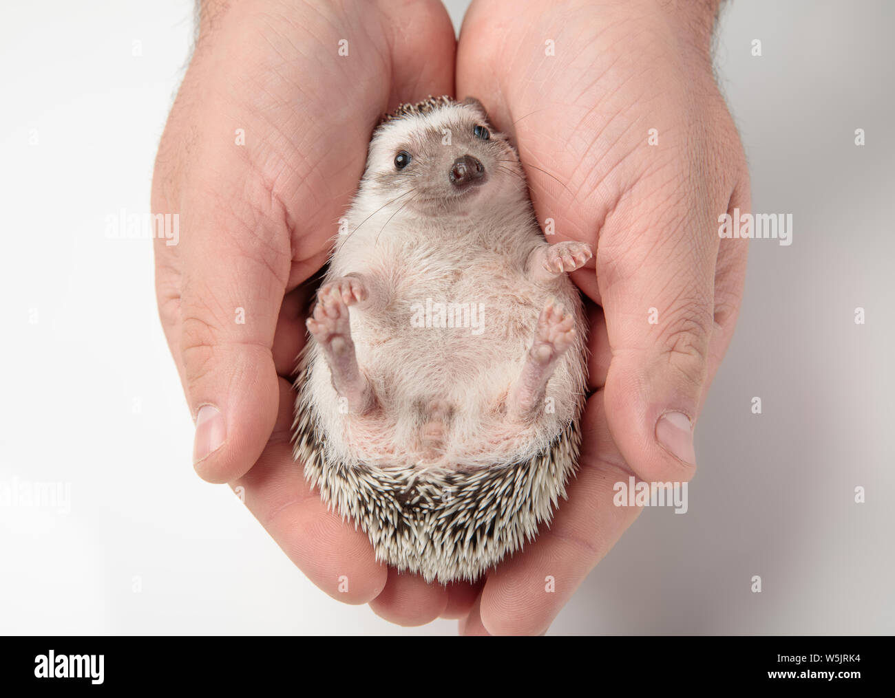Person holding adorable hedgehog hi-res stock photography and images ...