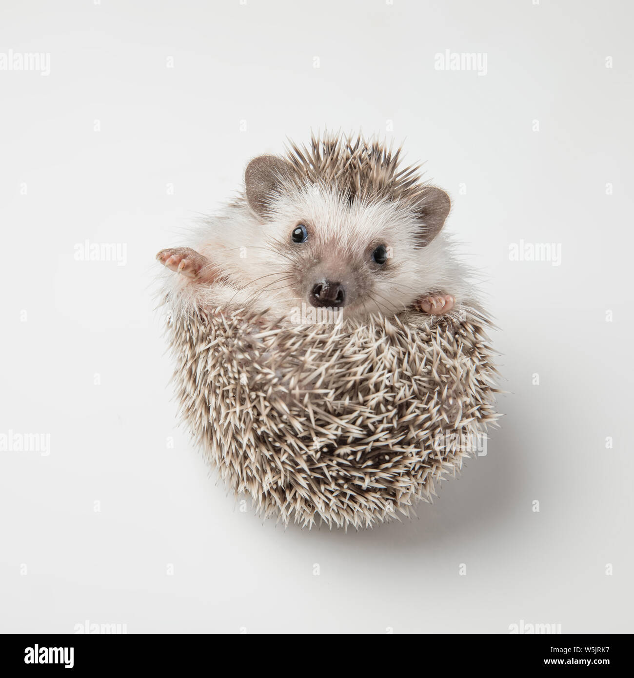 adorable grey hedgehog with spike rests on back on white background ...