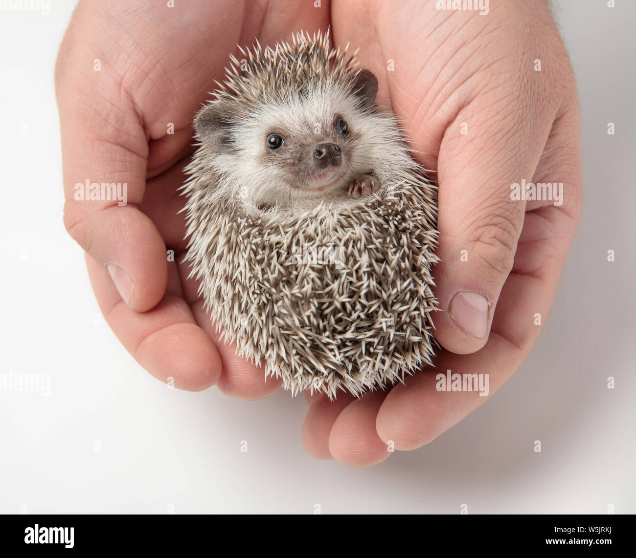 Person holding adorable hedgehog hi-res stock photography and images ...