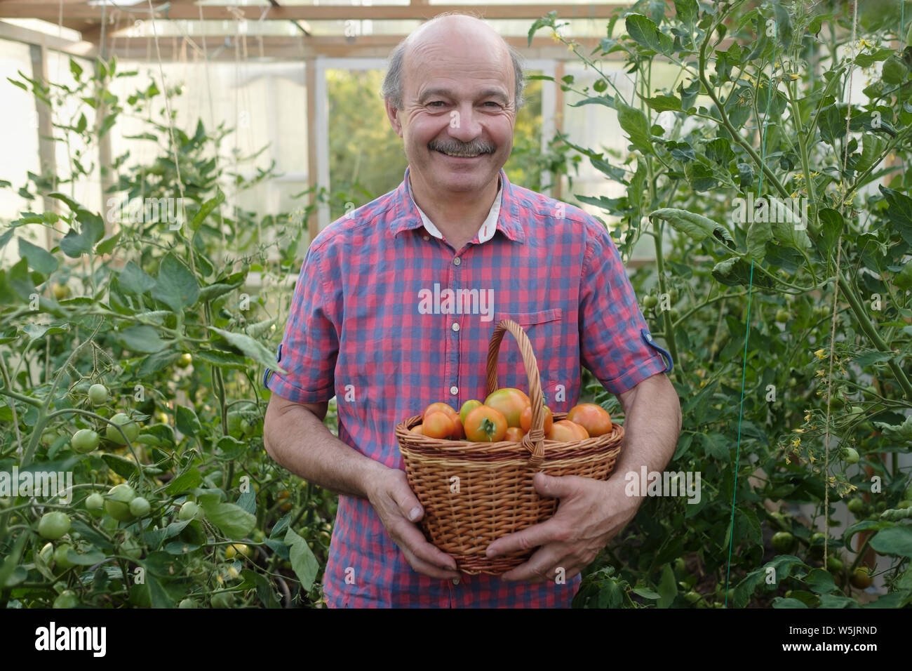 Picking green tomatoes hi-res stock photography and images - Alamy