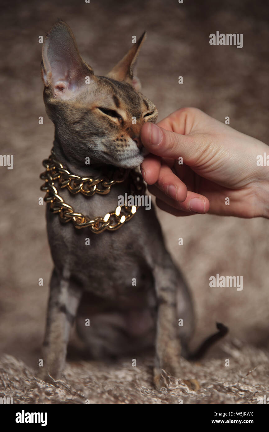 human hand petting a funny grey cat wearing golden collar while sitting ...