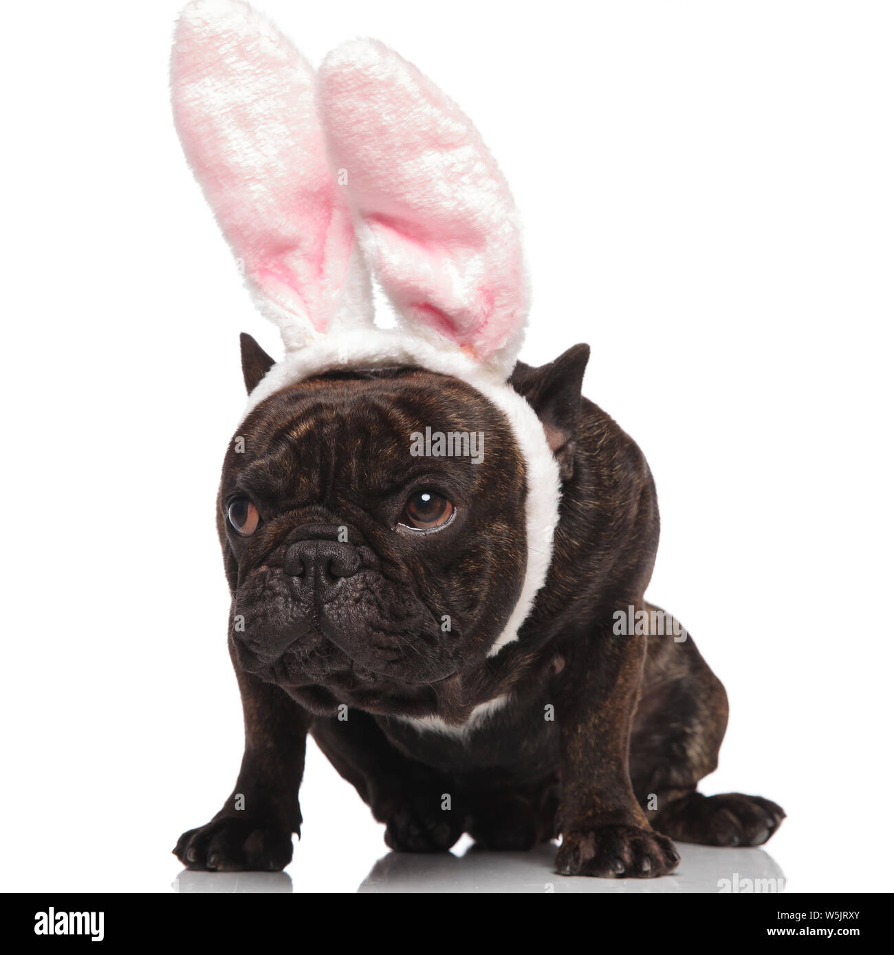 curious french bulldog wearing cute bunny ears sits on white background ...