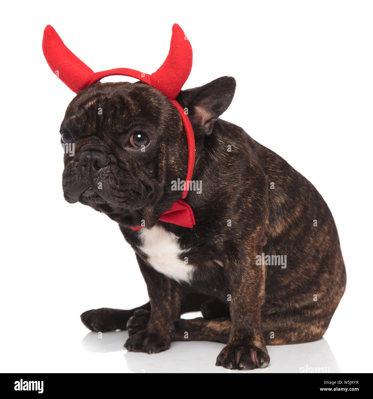 adorable devil french bulldog sits on white background and looks to ...