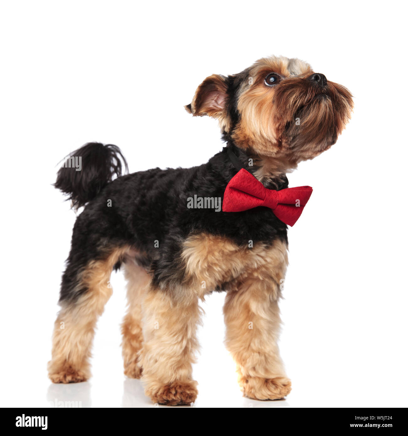 side view of curious yorkshire terrier looking up while standing on ...