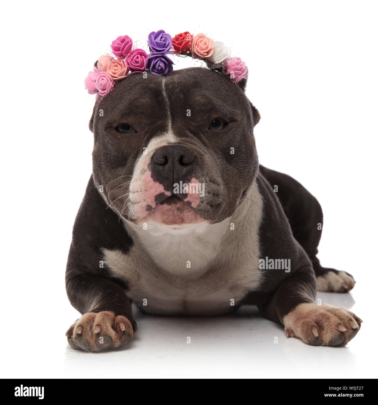 American Bully Breed Dog Cut Out Stock Images & Pictures - Alamy
