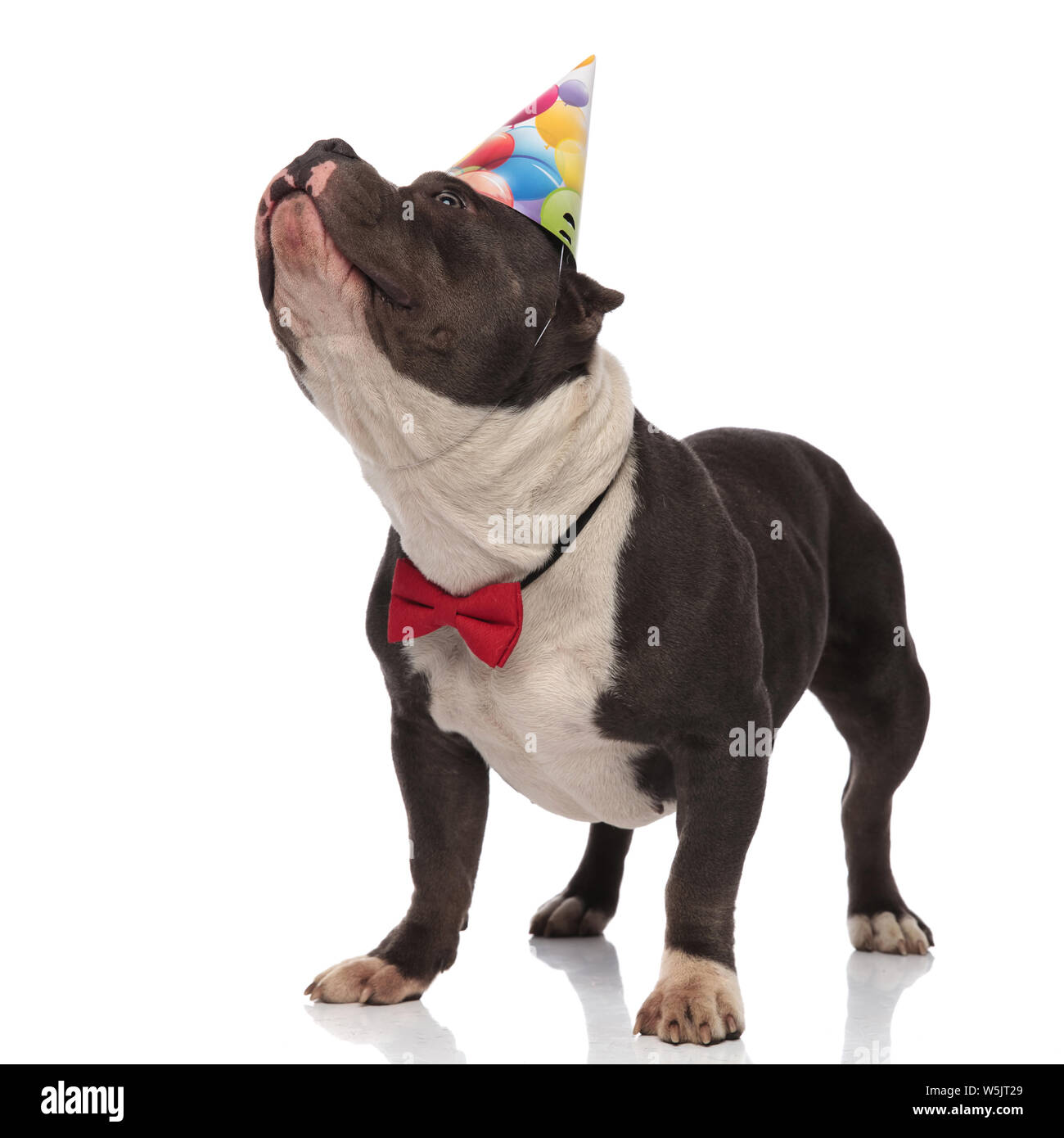 classy american bully wearing birthday hat looks up to side while ...