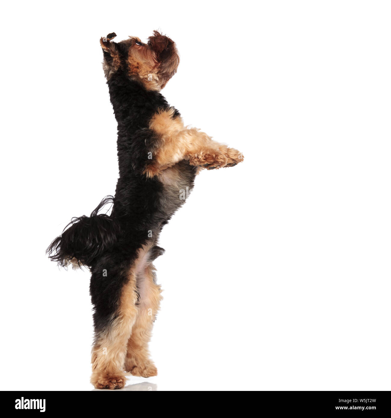 side view of playful yorkie standing on back paws on white background ...