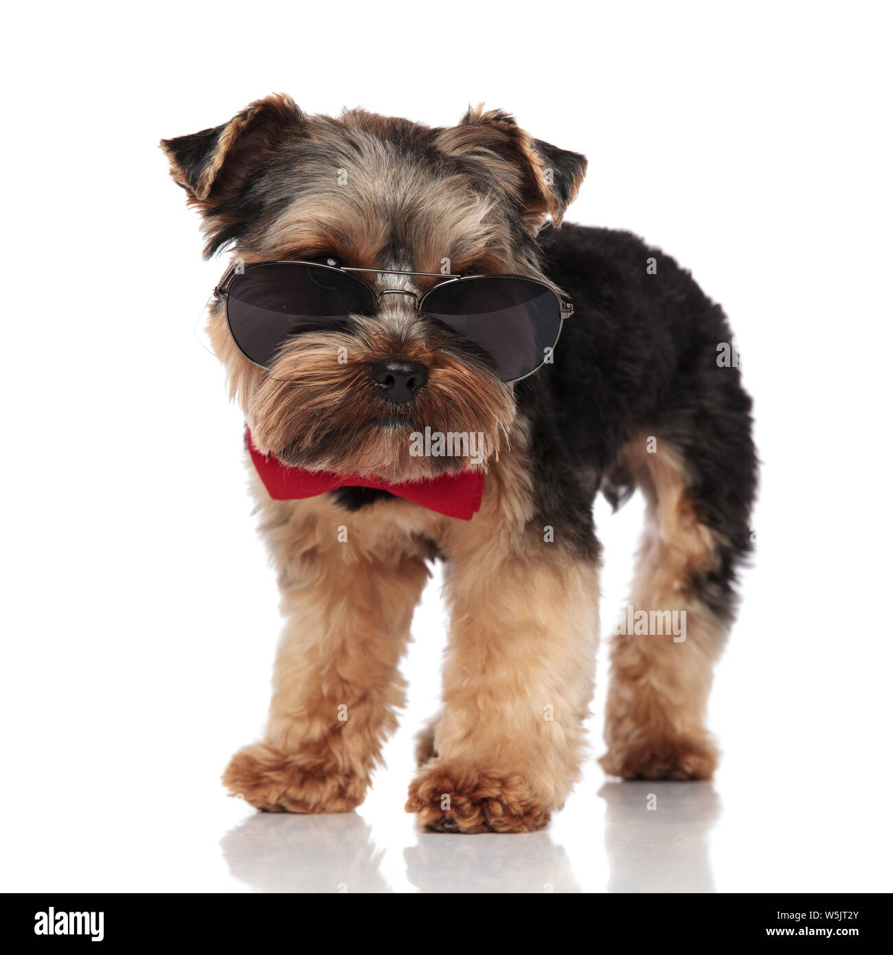 classy yorkshire terrier wearing sunglasses looks down to side while ...