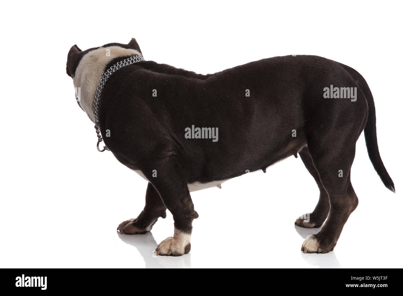 side view of adorable american bully standing on white background and ...