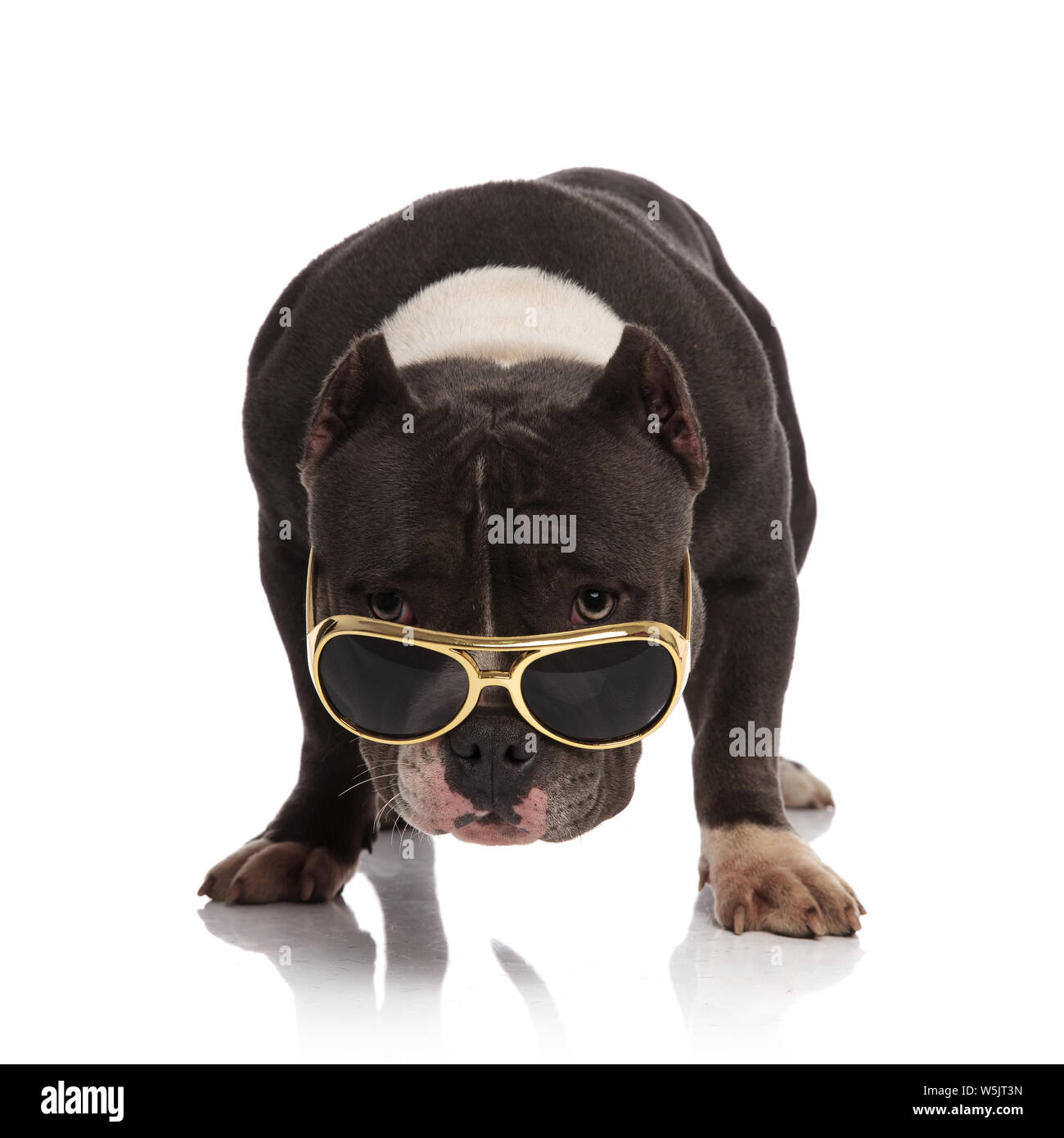 cool american bully looks over golden sunglasses while standing on ...