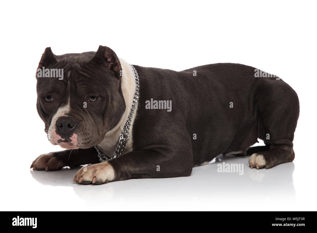 cute american bully with collar resting on white background and looking ...