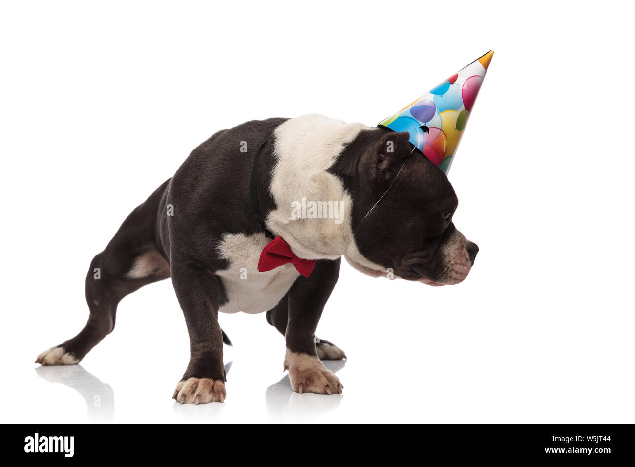 adorable american bully wearing red bowtie and birthday hat looks down ...