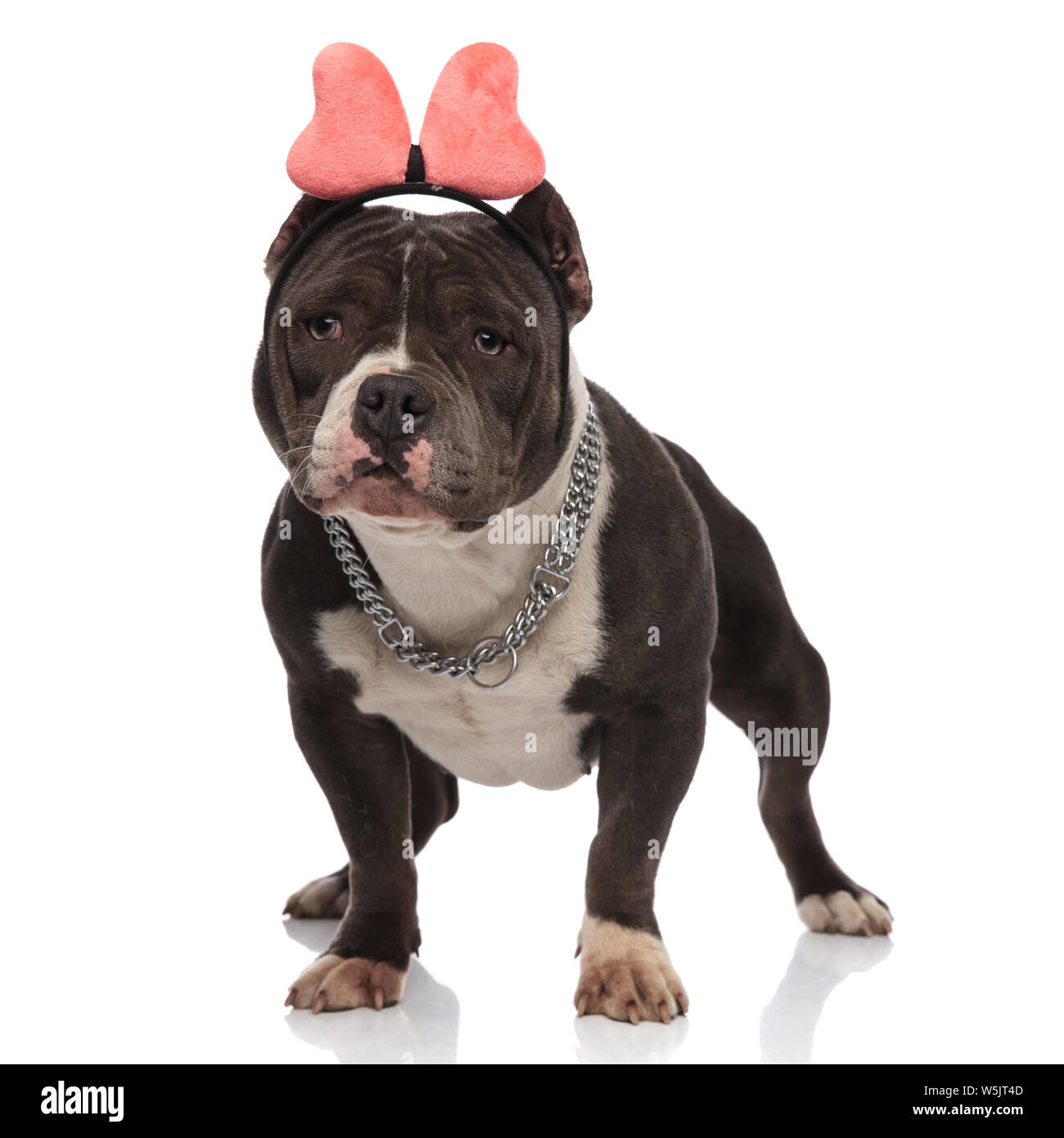 cute american bully wearing pink ribbon headband and collar looks to ...