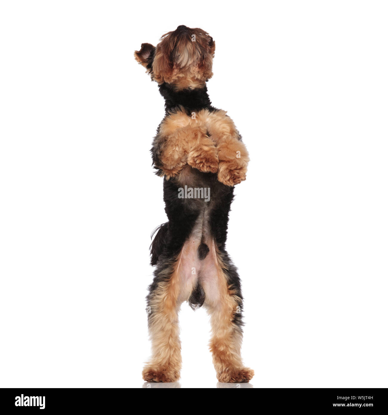 playful yorkshire terrier standing on two legs on white background ...