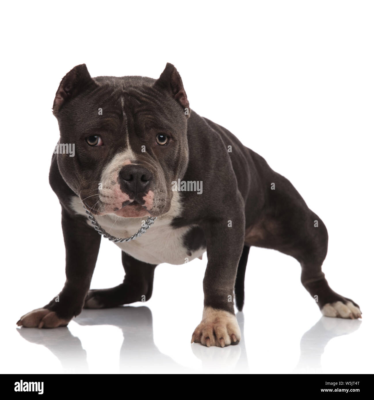 lovely american bully wearing collar stands on white background Stock ...