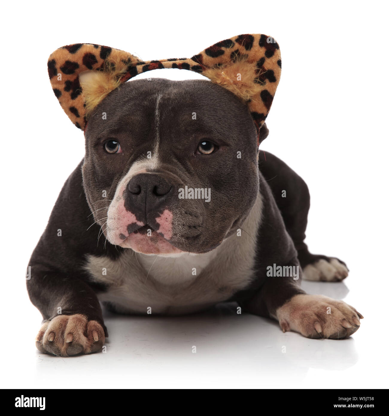 funny american bully wearing leopard ears headband looks to side while ...