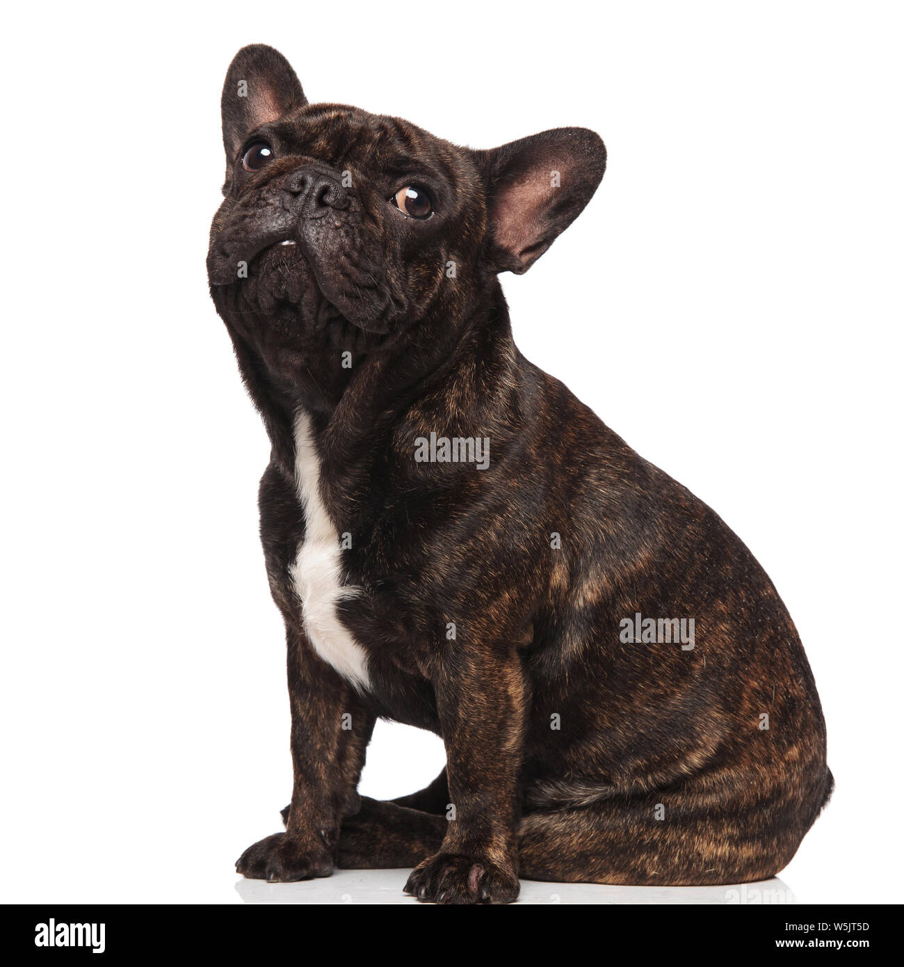 side view of lovely french bulldog sitting on white background Stock ...