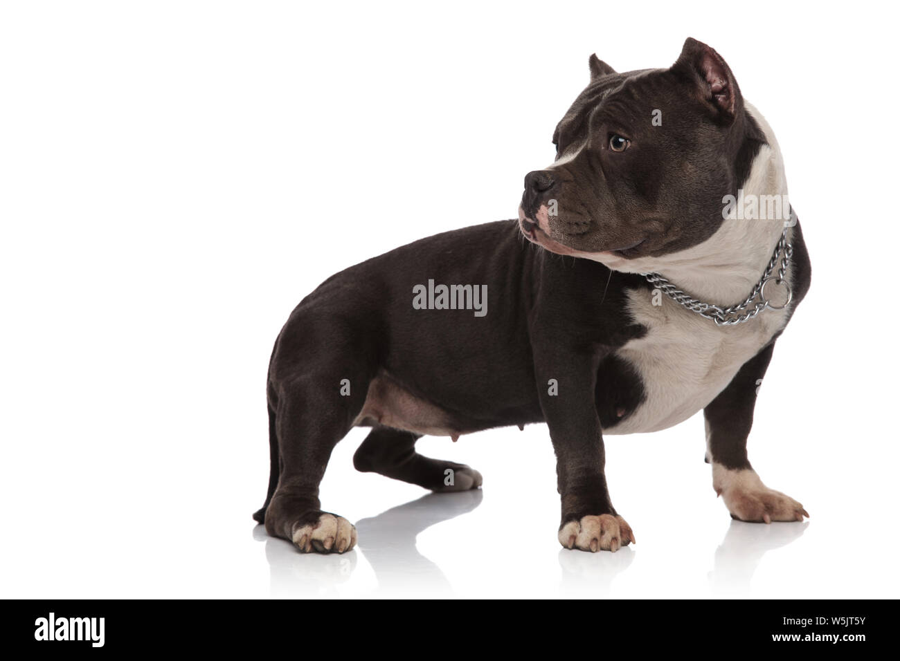 adorable american bully with collar looks behind while standing on ...
