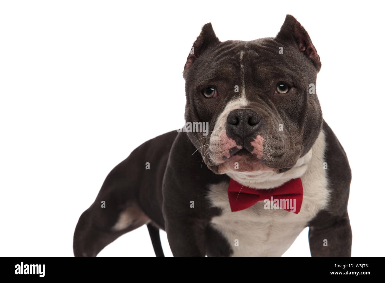 close up of classy american bully wearing red bowtie looking to side ...
