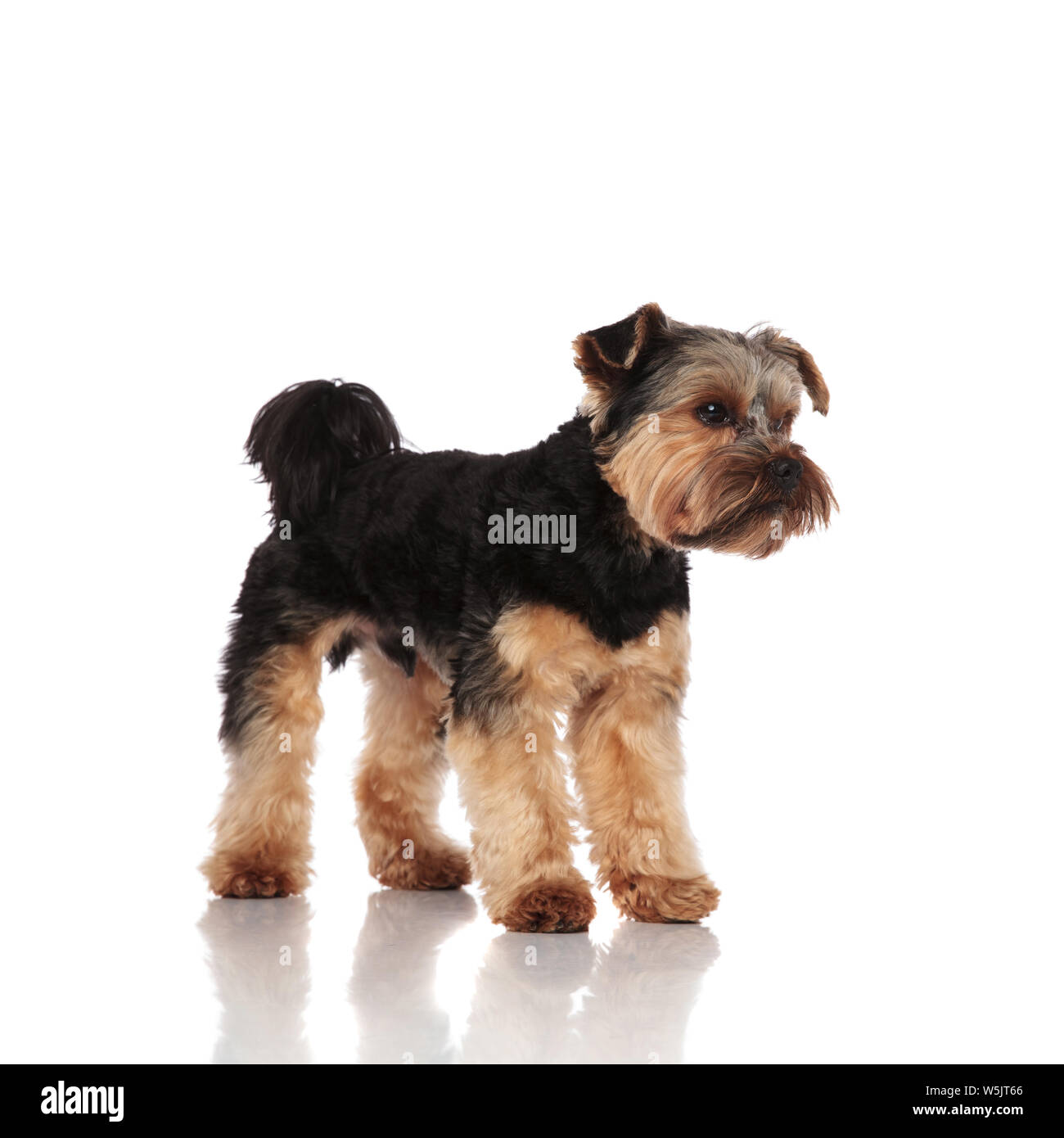 side view of adorable yorkshire terrier standing on white background ...